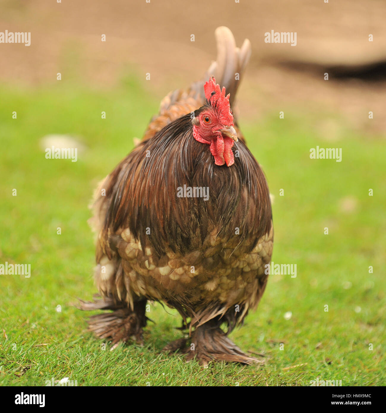 chocolate pekin rooster Stock Photo - Alamy