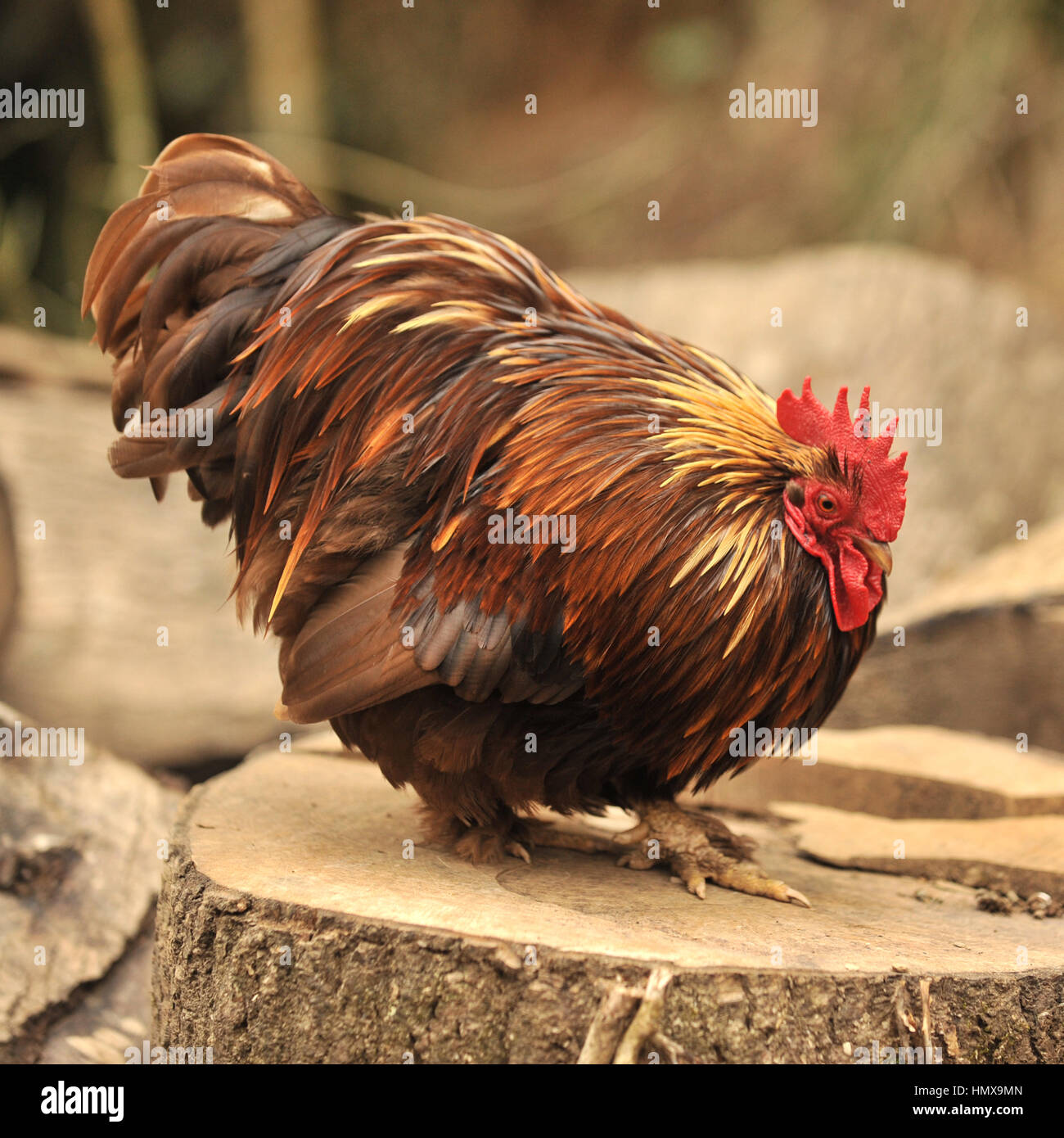 Freerange cockerel and hens hi-res stock photography and images - Alamy