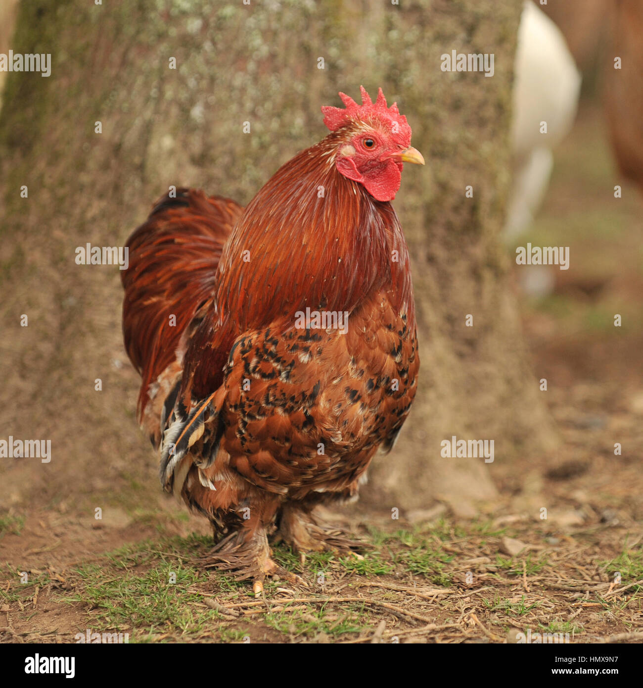 Rare Breed Poultry High Resolution Stock Photography and Images - Alamy