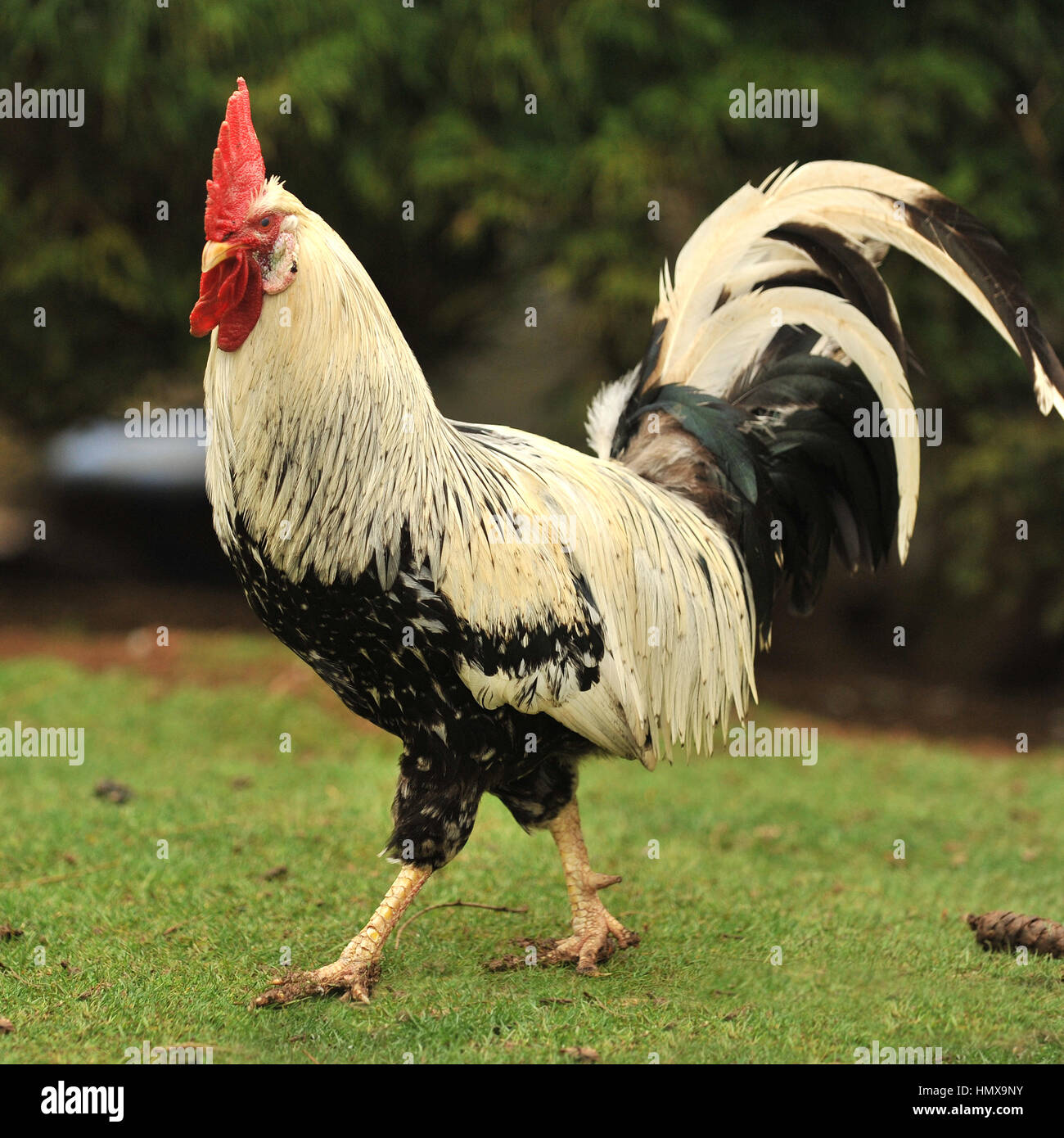 Chickens High Resolution Stock Photography and Images - Alamy