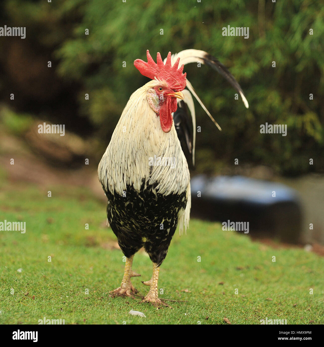 Cockerel hi-res stock photography and images - Alamy