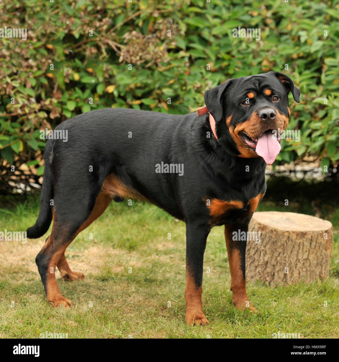 Rottweiler panting hi-res stock photography and images - Alamy