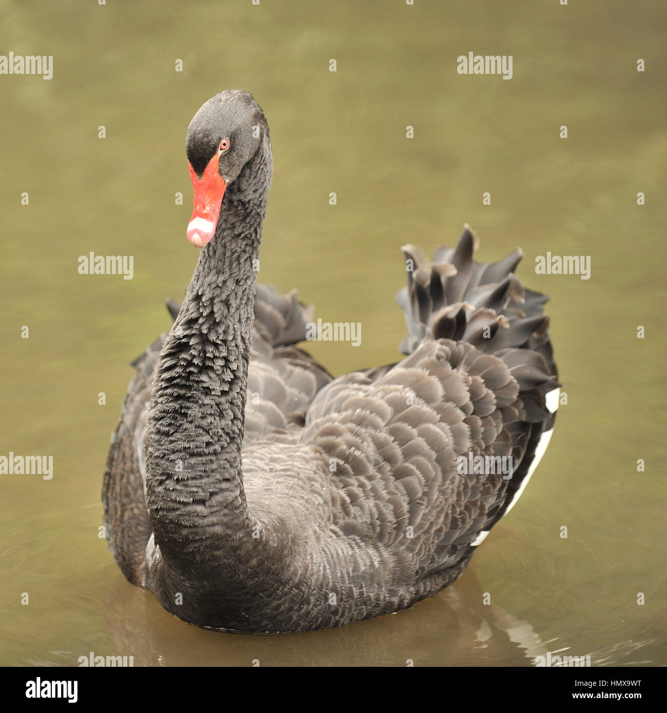 Front facing swan hi-res stock photography and images - Alamy