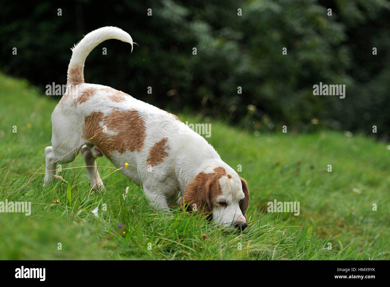 Beagle Hunting Dog High Resolution Stock Photography and Images - Alamy