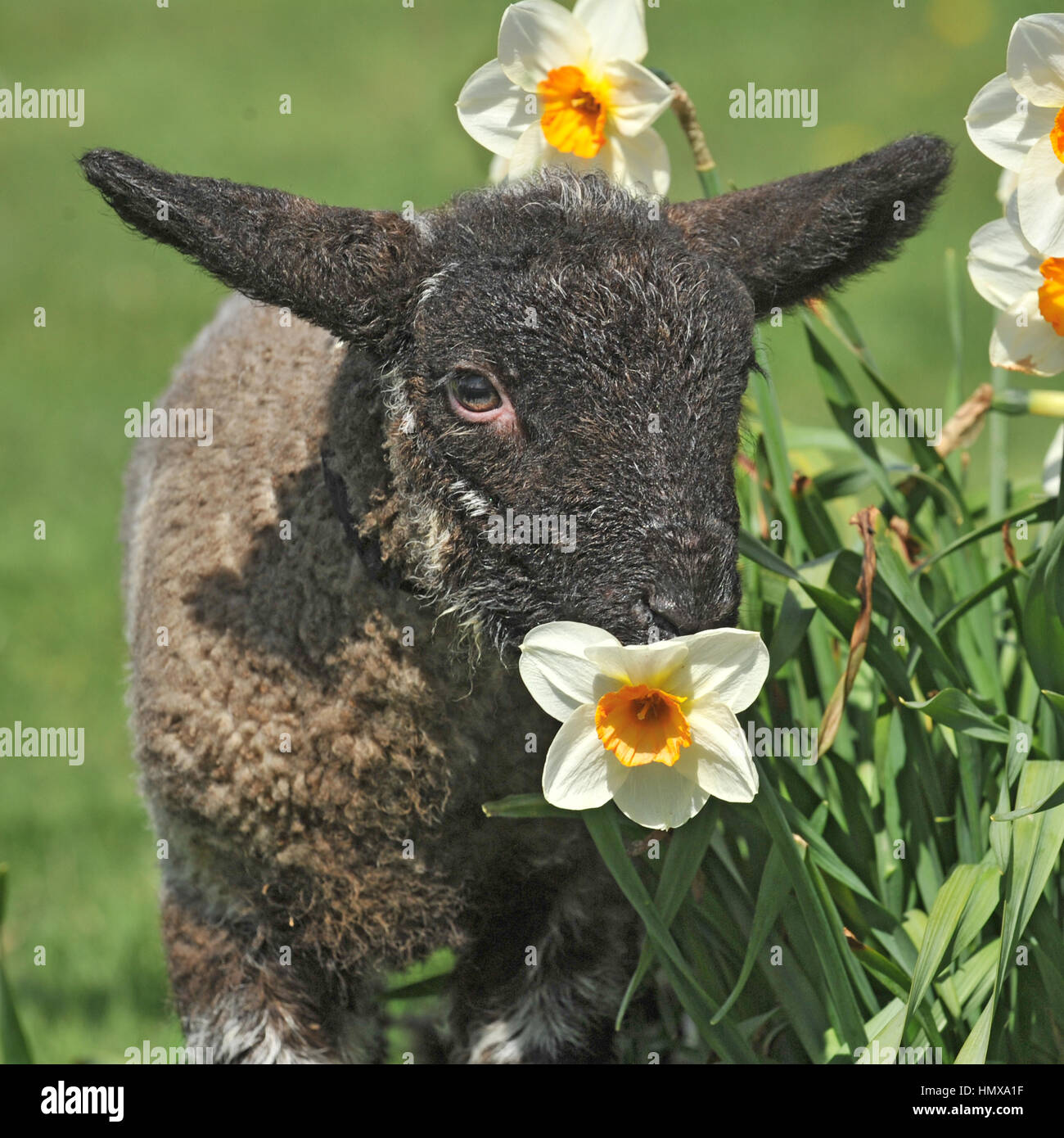 Lamb sniffing flower hi-res stock photography and images - Alamy