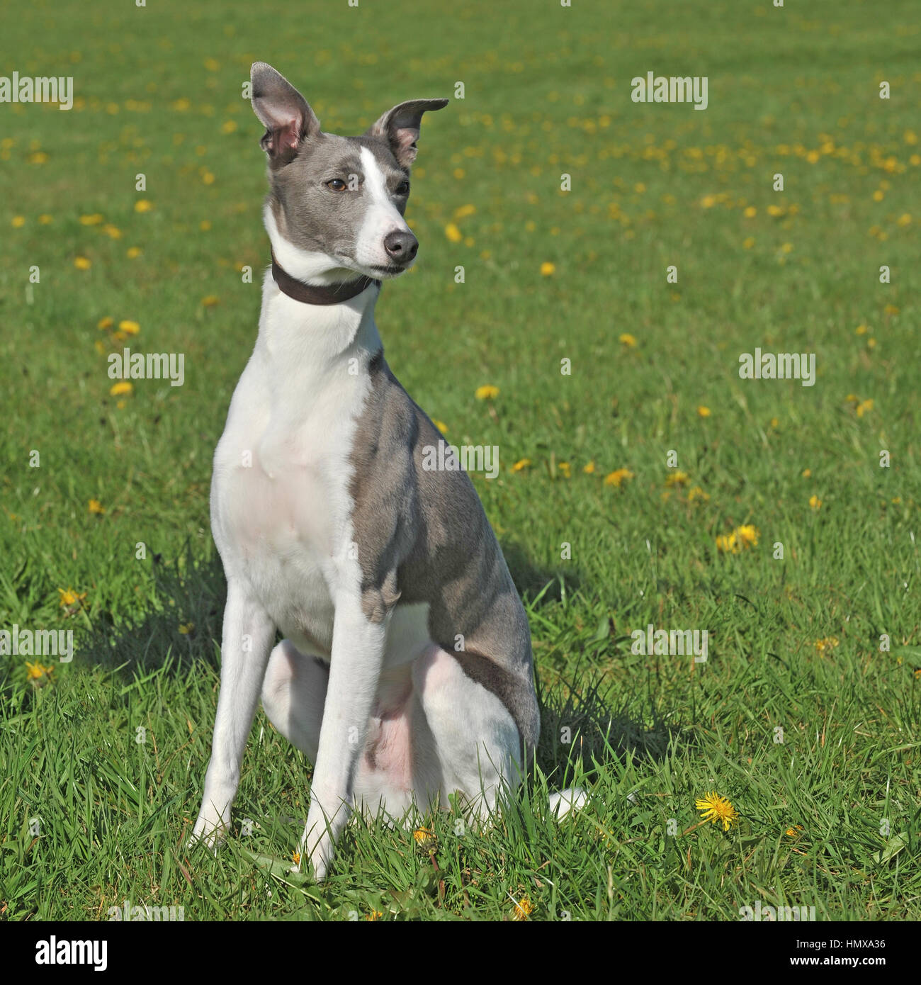 whippet sitting in grass Stock Photo - Alamy
