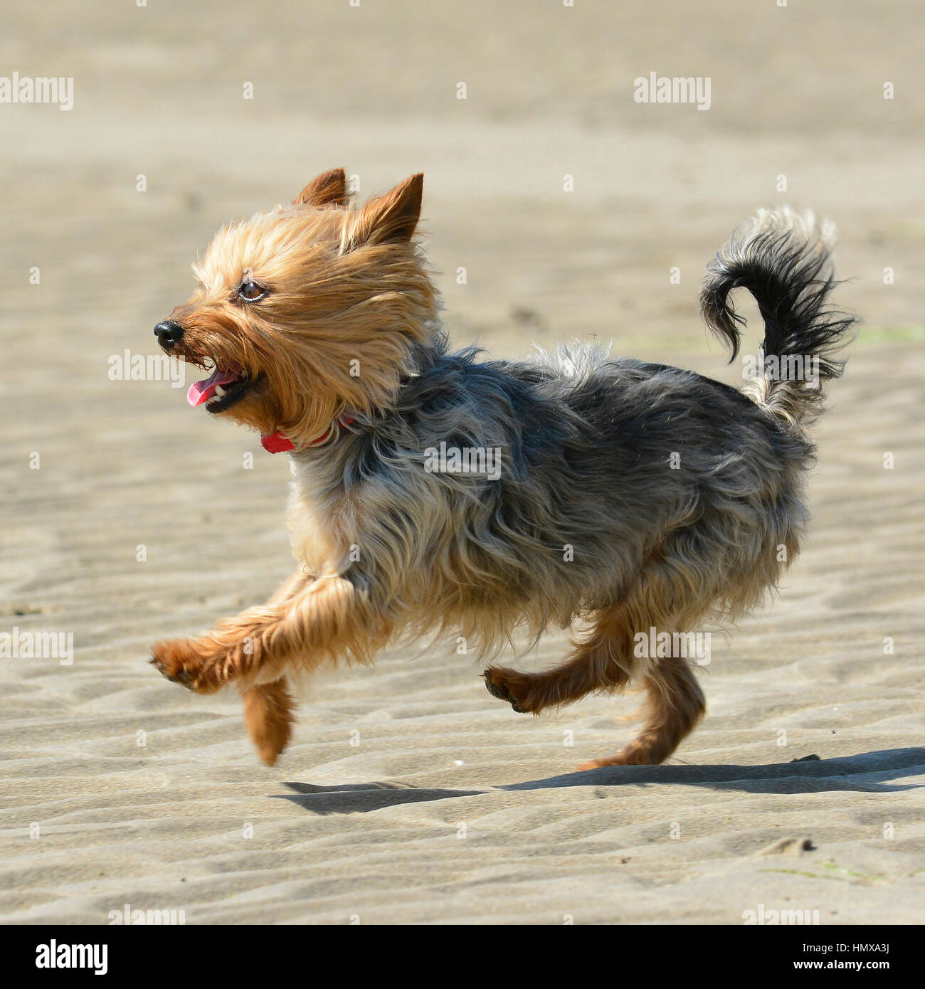 yorkshire terrier playing on beach Stock Photo - Alamy