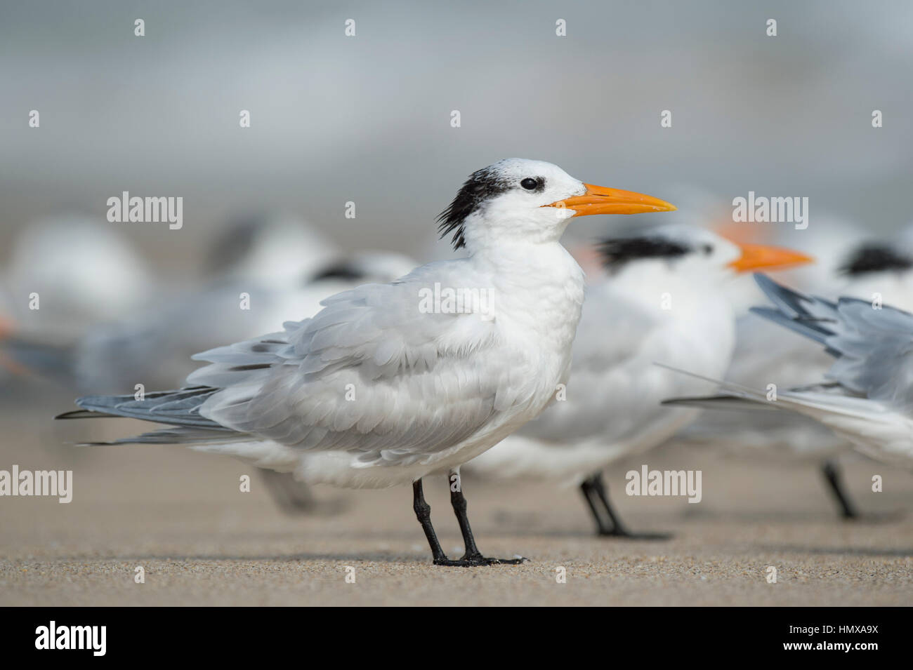Flock of royal terns on beach hi-res stock photography and images - Alamy