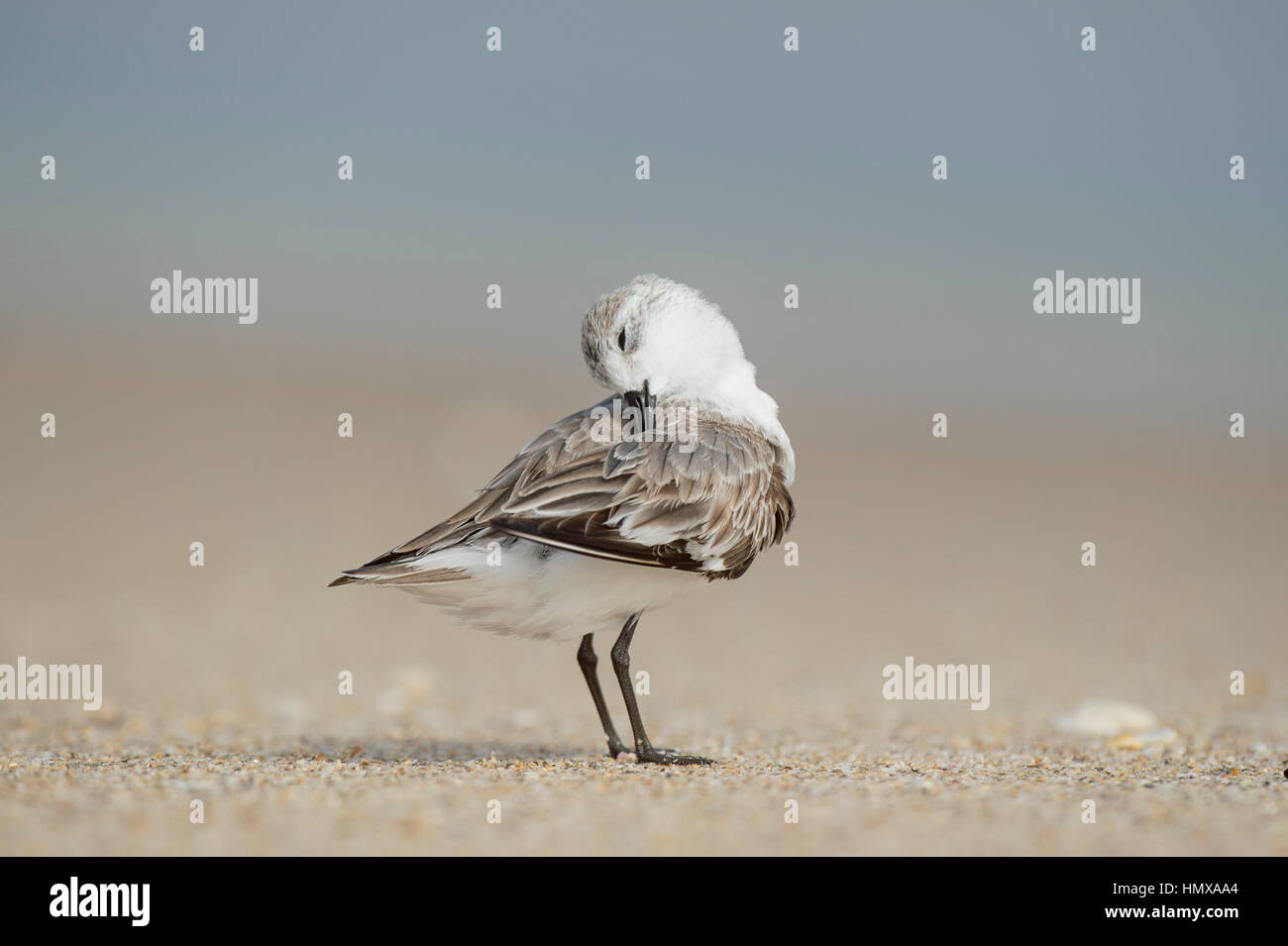 A small Sanderling stands on a sandy beach while preening and cleaning ...