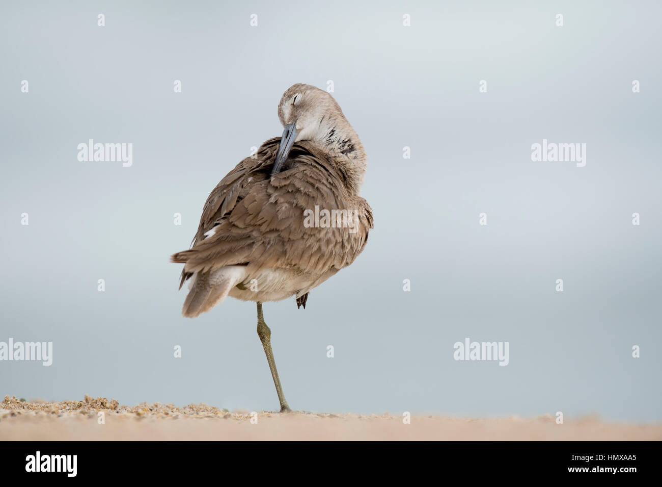 A Willet preens and cleans its feathers with its eye shut while ...