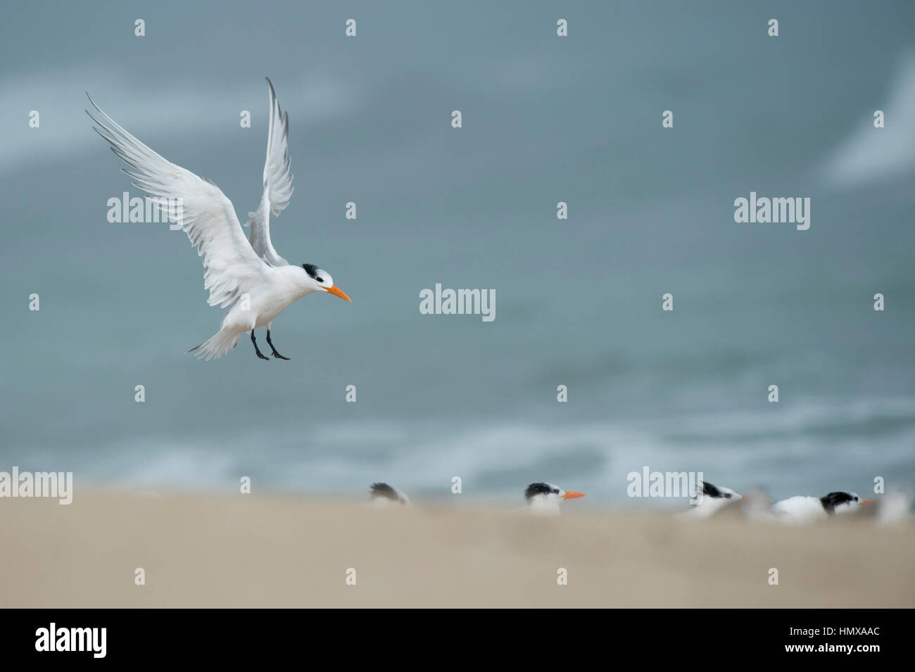 A Royal Tern flaps its wings just before landing on a beach with a ...