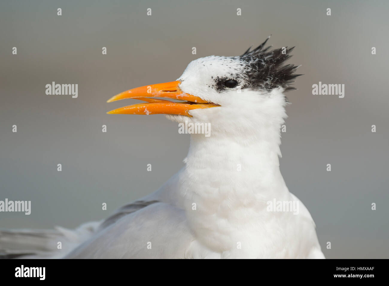 A Royal Tern close up portrait with the bird's beak open taken on a ...