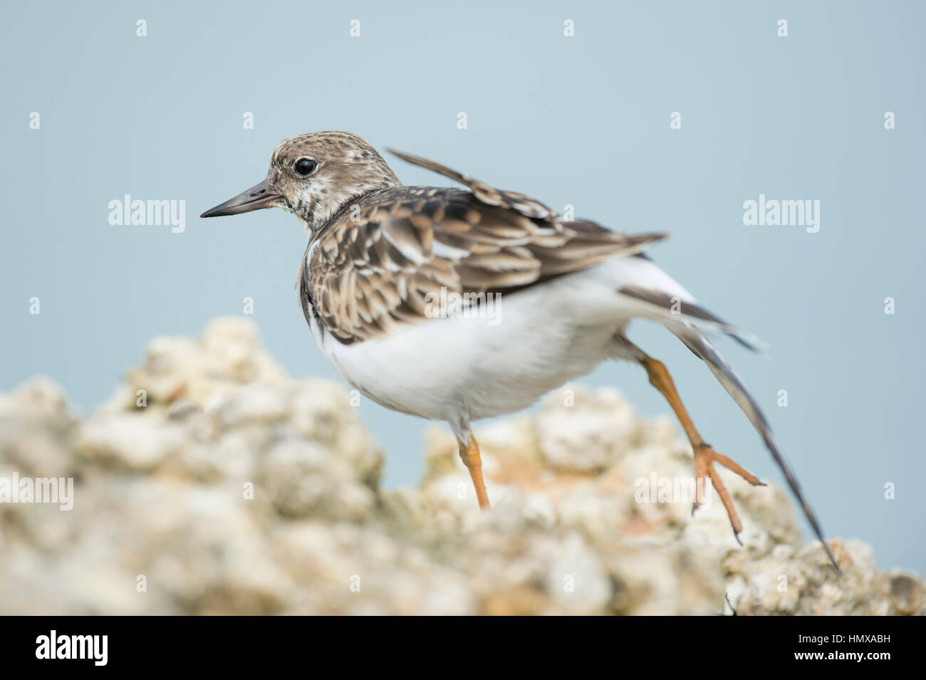 A Ruddy Turnstone stretches it wing and leg while standing on a light ...