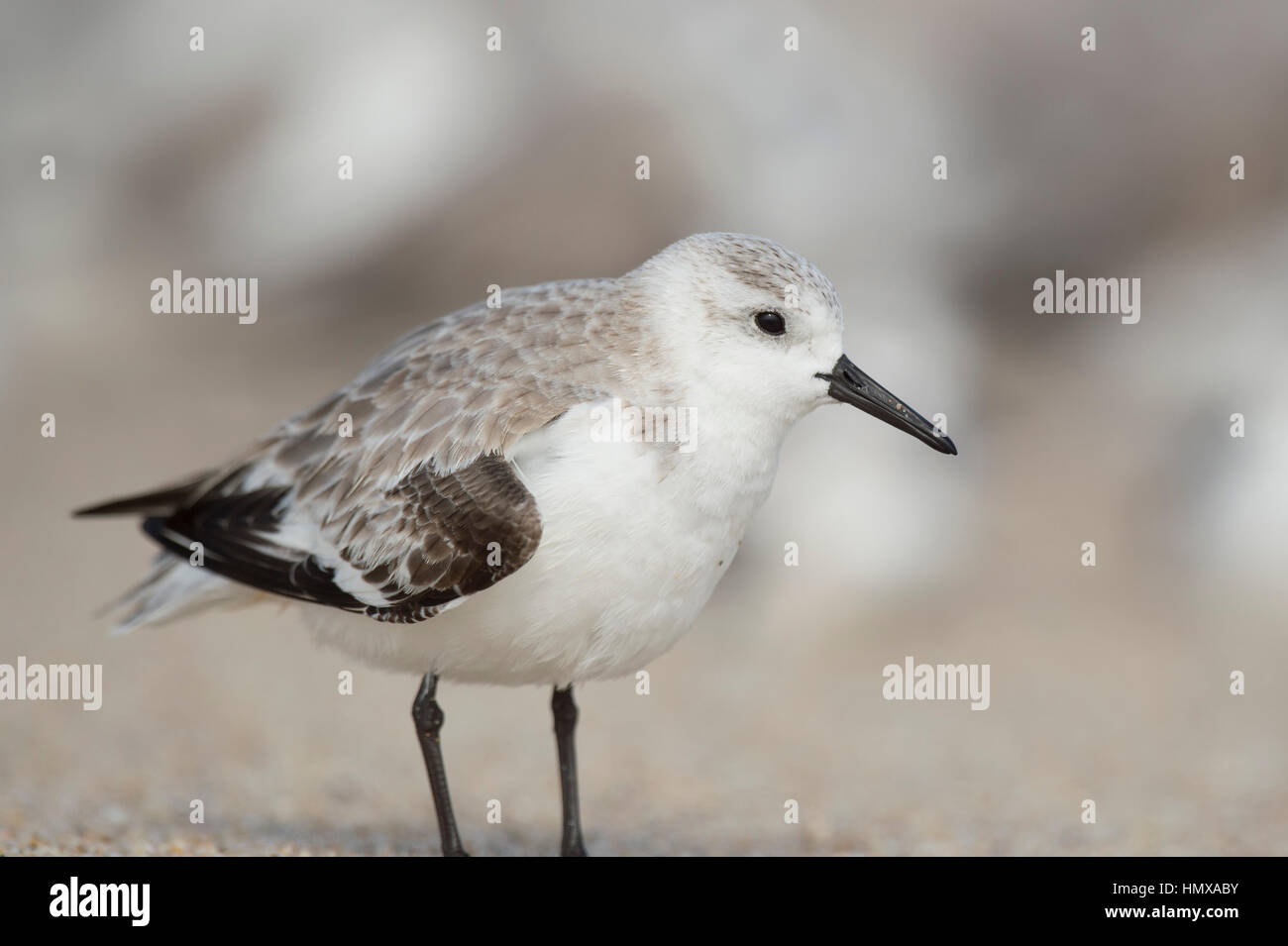A small Sanderling shorebird stands on a sandy beach in soft sunny ...