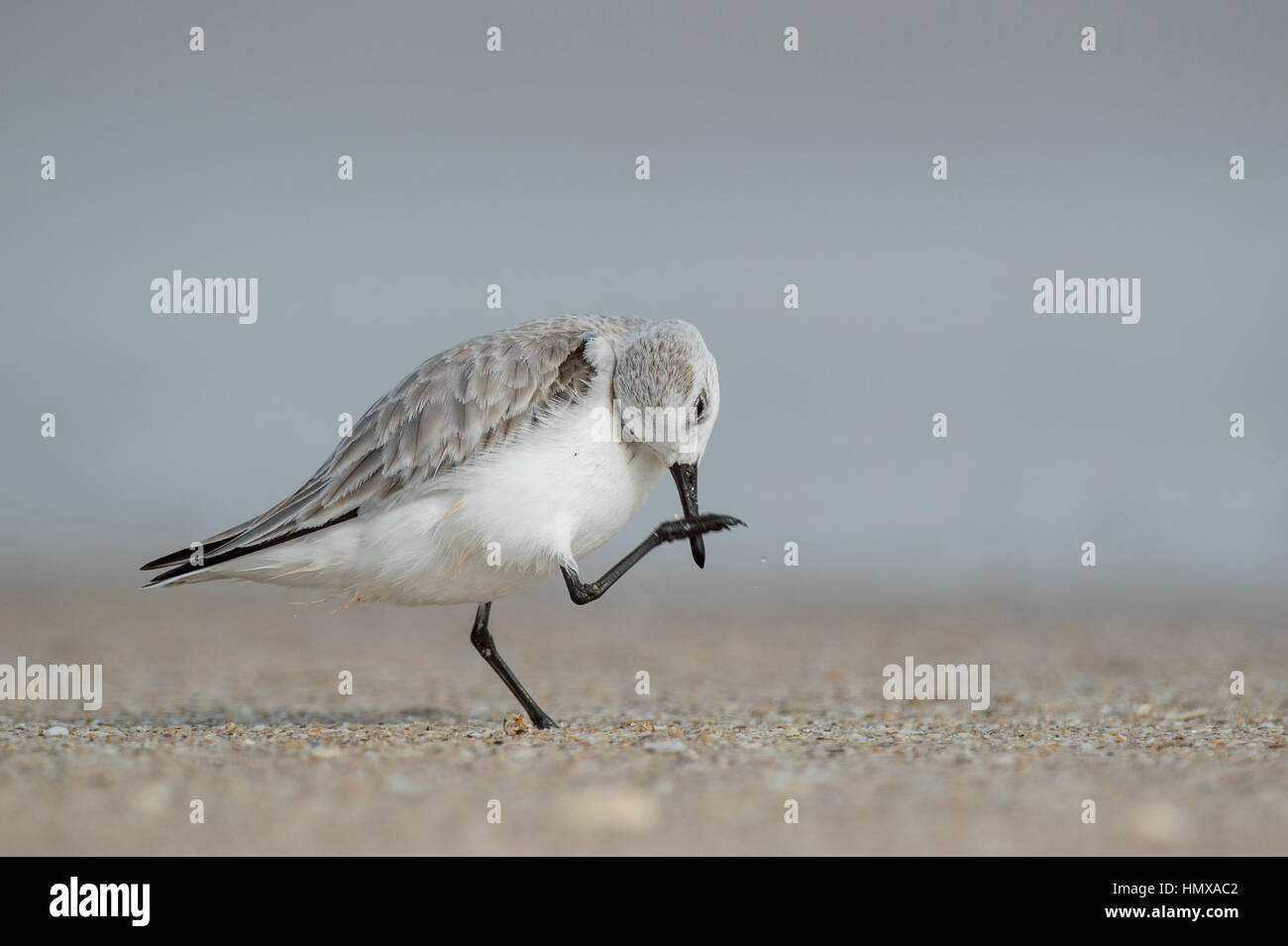 A Sanderling stands on a sandy beach while using its foot to scratch ...