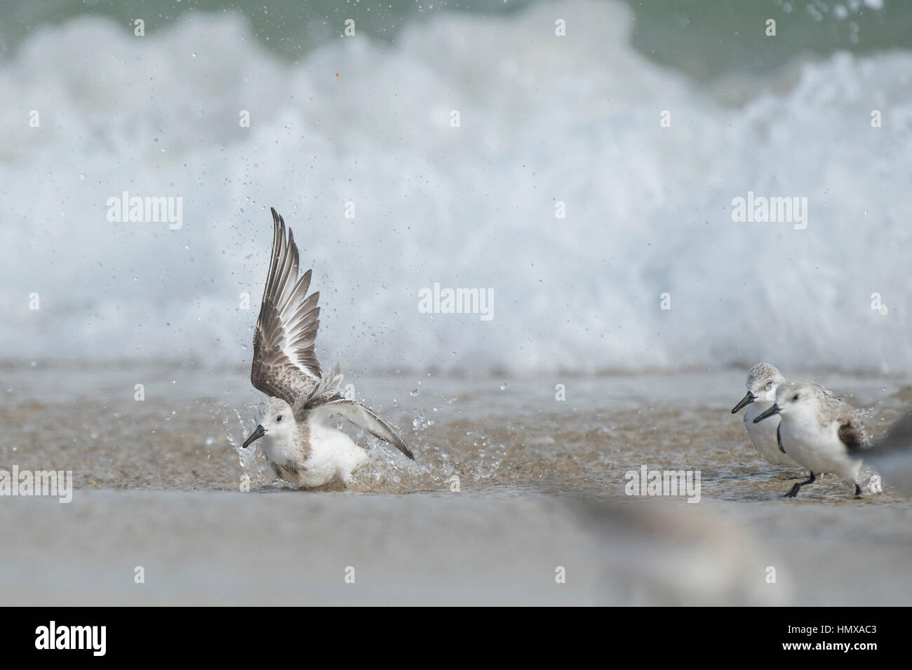 Cleaning flaps hi-res stock photography and images - Alamy