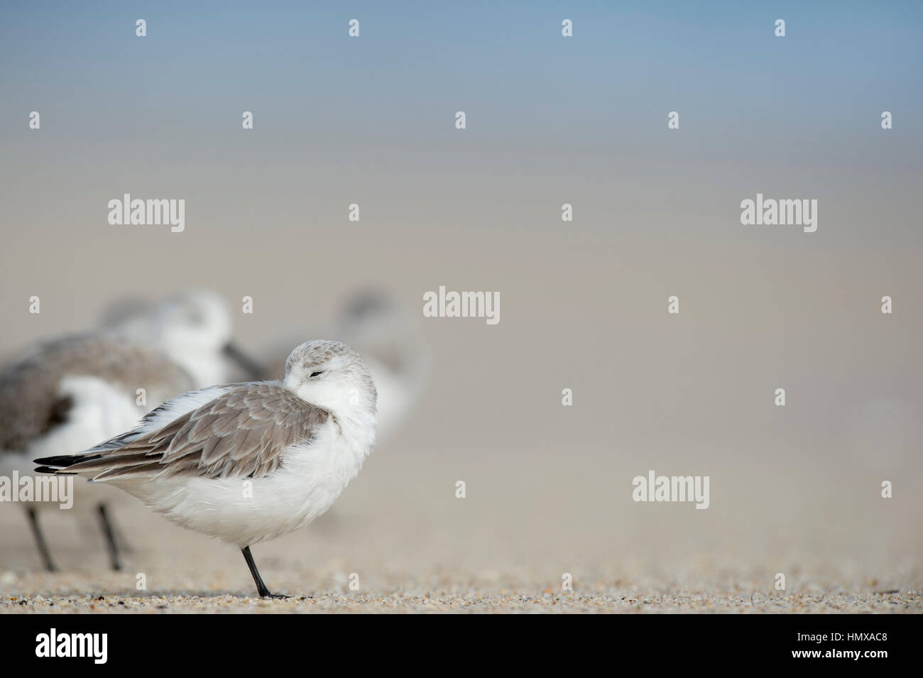 A small Sanderling stands on the beach sleeping with its beak tucked ...