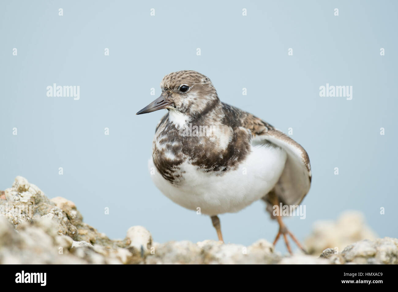 A Ruddy Turnstone stretches it wing and leg while standing on a light ...