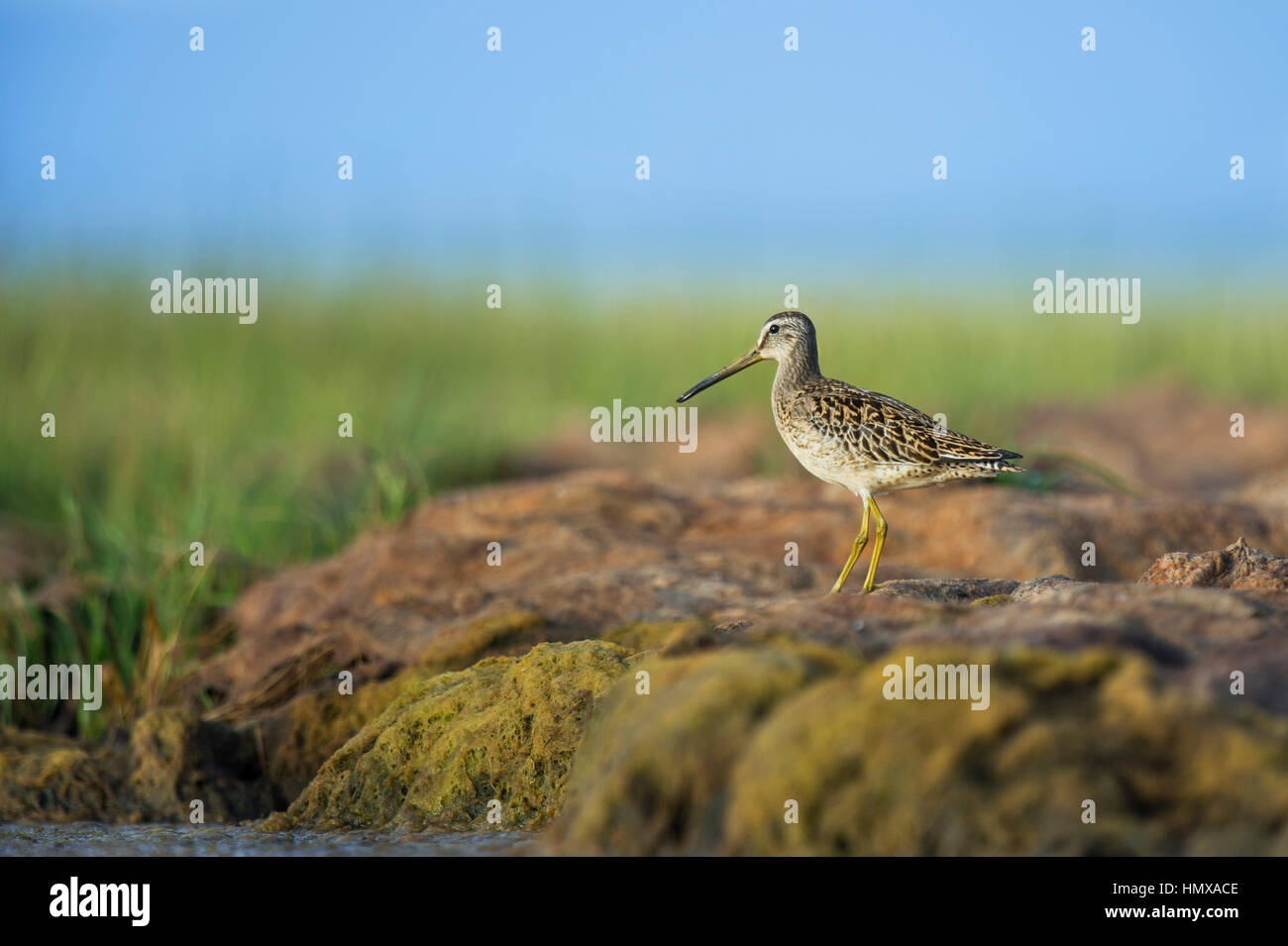 A Short-billed Dowitcher stands atop a mass of dried up marsh as it ...
