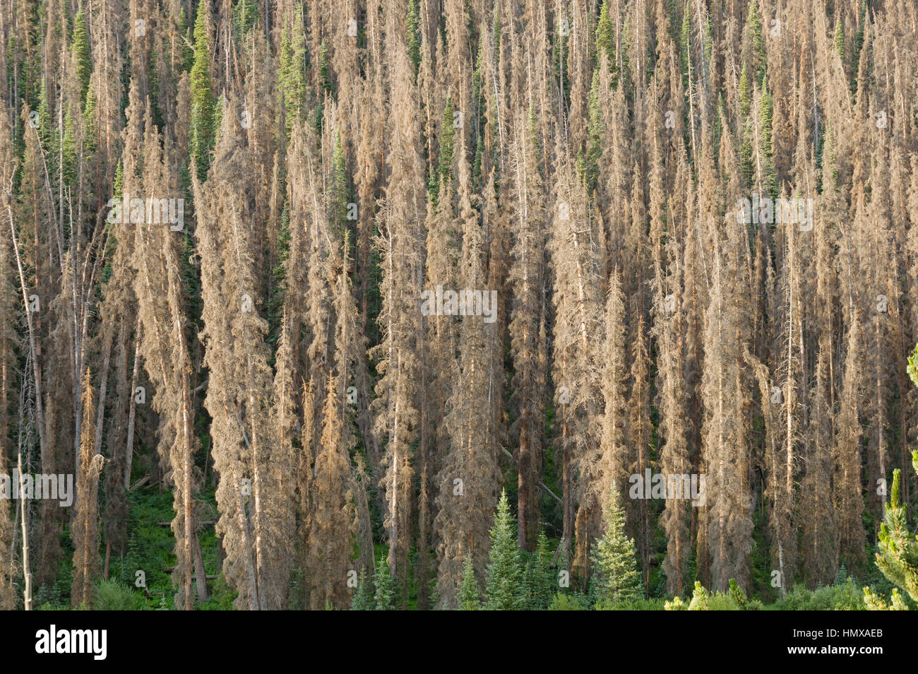 pine trees killed by bark beetles in Colorado Stock Photo - Alamy