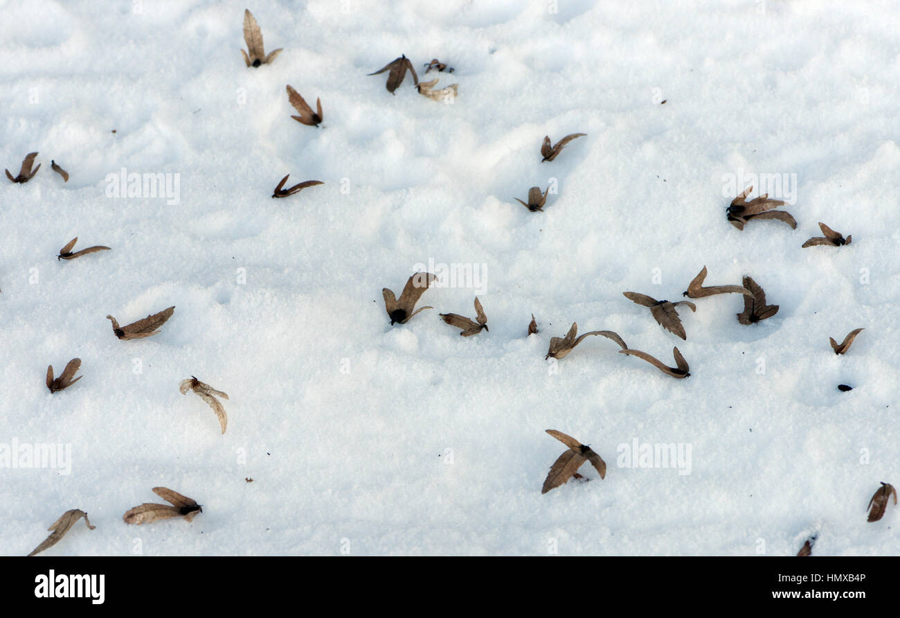 Winged seeds hi-res stock photography and images - Alamy