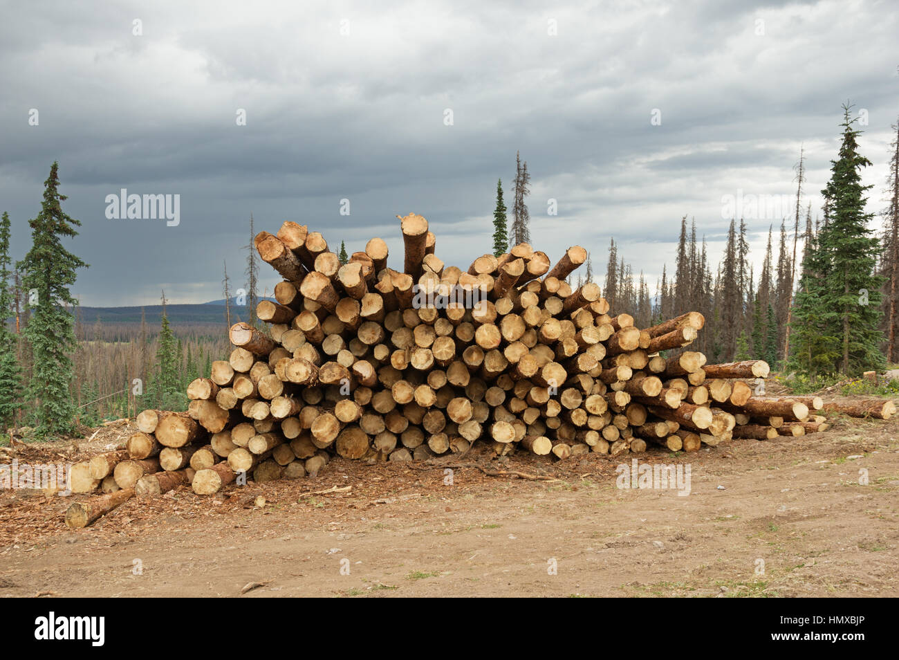 logs stacked from a bark beetle killed salvage timber operation Stock ...