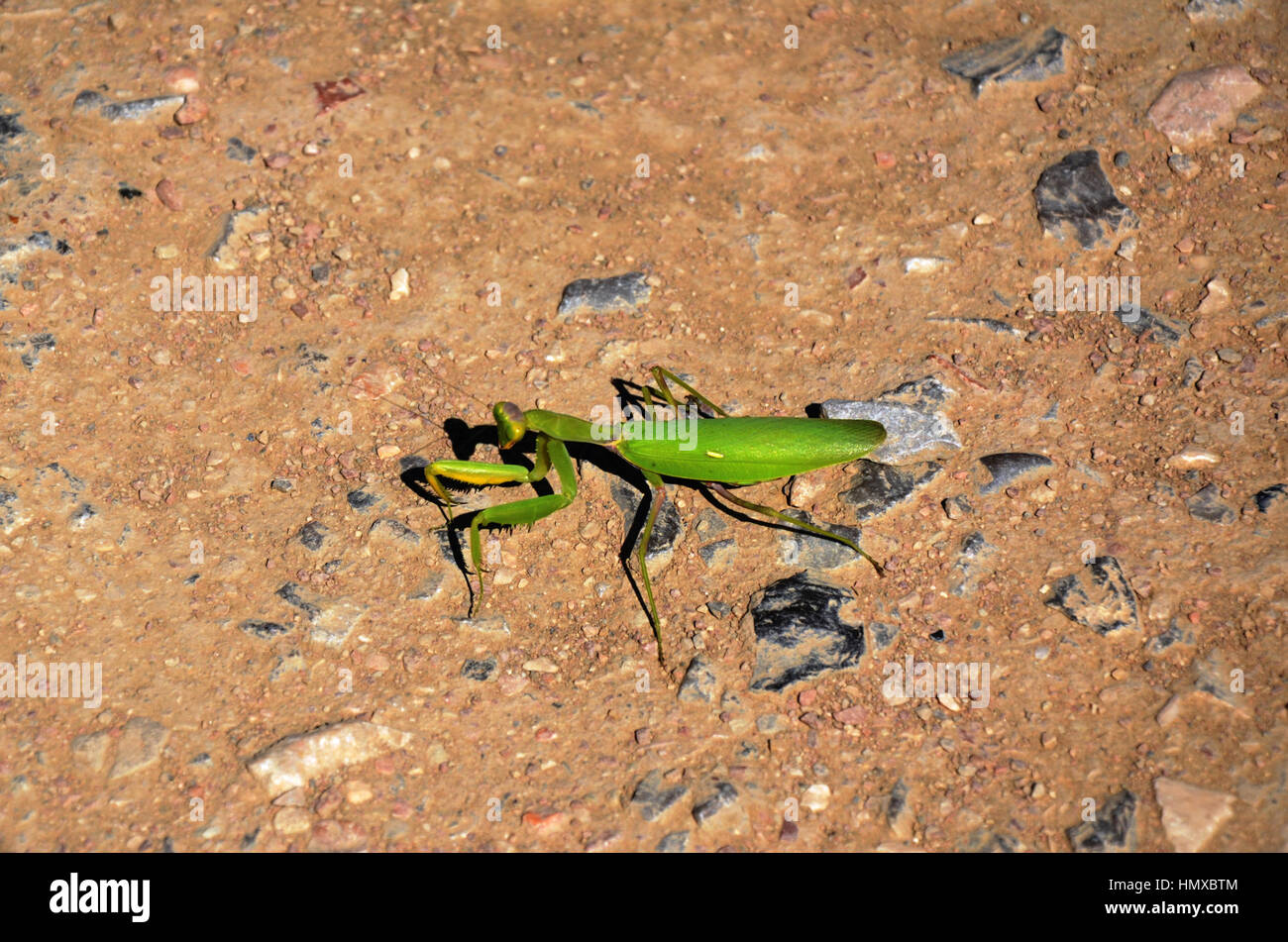 Locust are capable to form large flights (number to hundreds millions ...