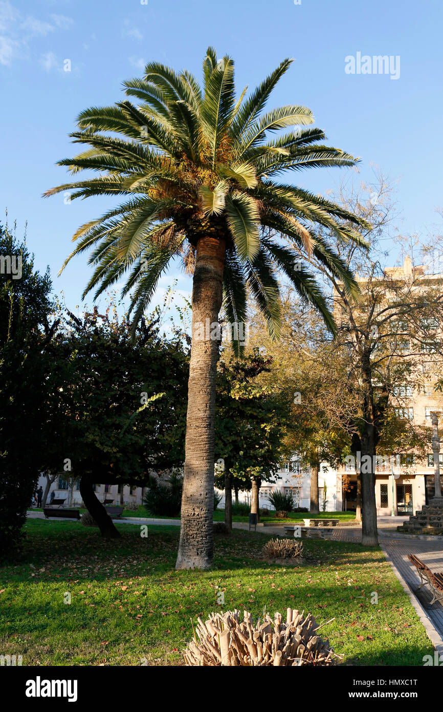 Mallorca baum hi-res stock photography and images - Alamy