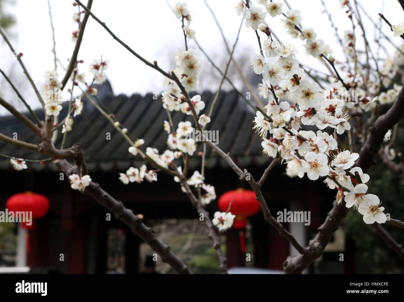 Shanghai. 6th Feb, 2017. Photo taken on Feb. 6, 2017 shows plum ...
