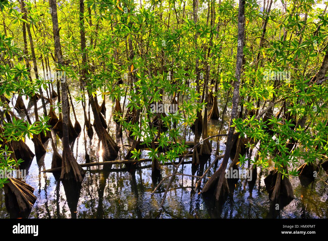 Utria National Park. Estero Sector with Tea mangroves ( Pelliciera ...