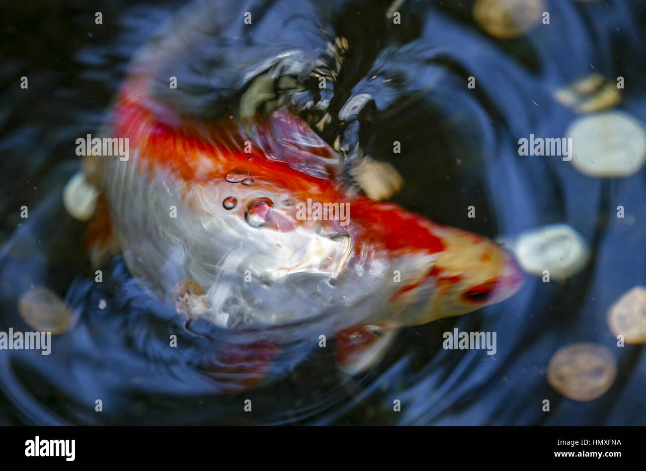 Davenport, Iowa, USA. 29th Nov, 2016. Koi fish are seen in the pond at ...