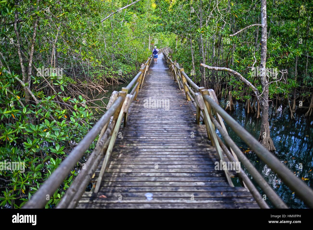 Utria National Park. Estero Sector with Tea mangroves ( Pelliciera ...