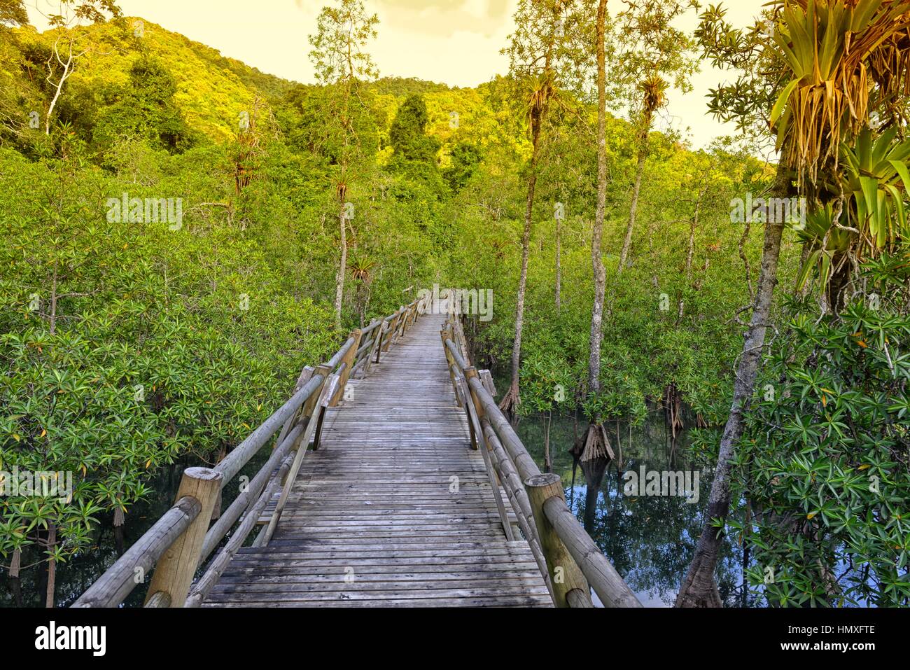 Utria National Park. Estero Sector with Tea mangroves ( Pelliciera ...