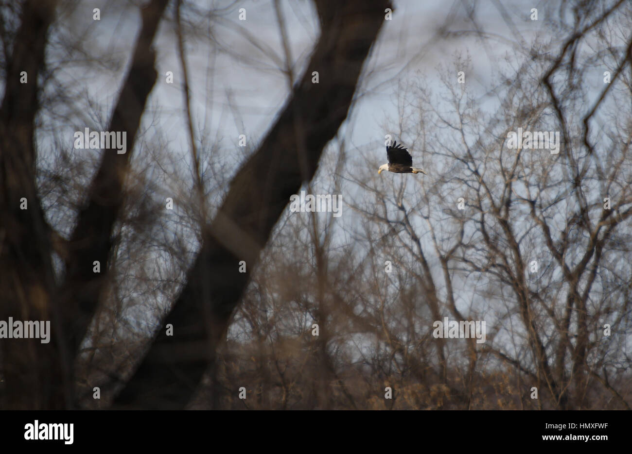 Milan, Iowa, USA. 20th Dec, 2016. A bald eagle is seen flying over the ...