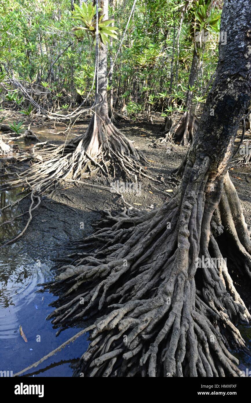 Utria National Park. Estero Sector with Tea mangroves ( Pelliciera ...
