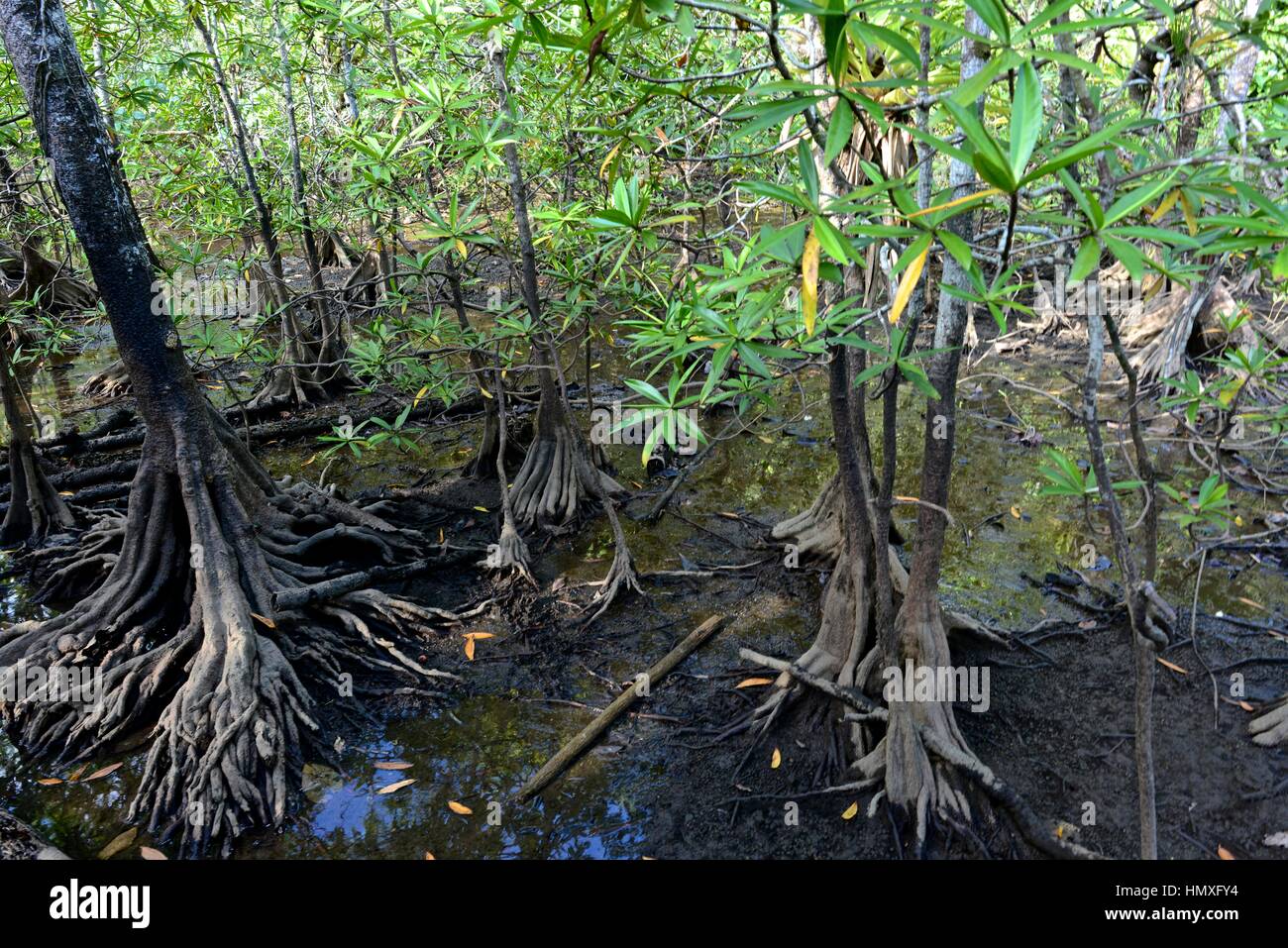 Utria National Park. Estero Sector with Tea mangroves ( Pelliciera ...