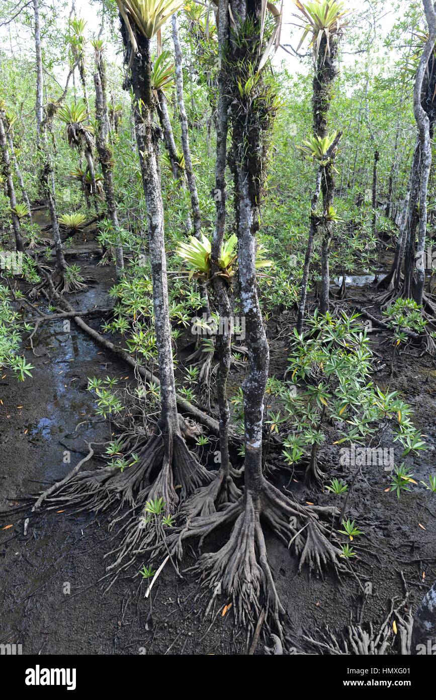Utria National Park. Estero Sector with Tea mangroves ( Pelliciera ...
