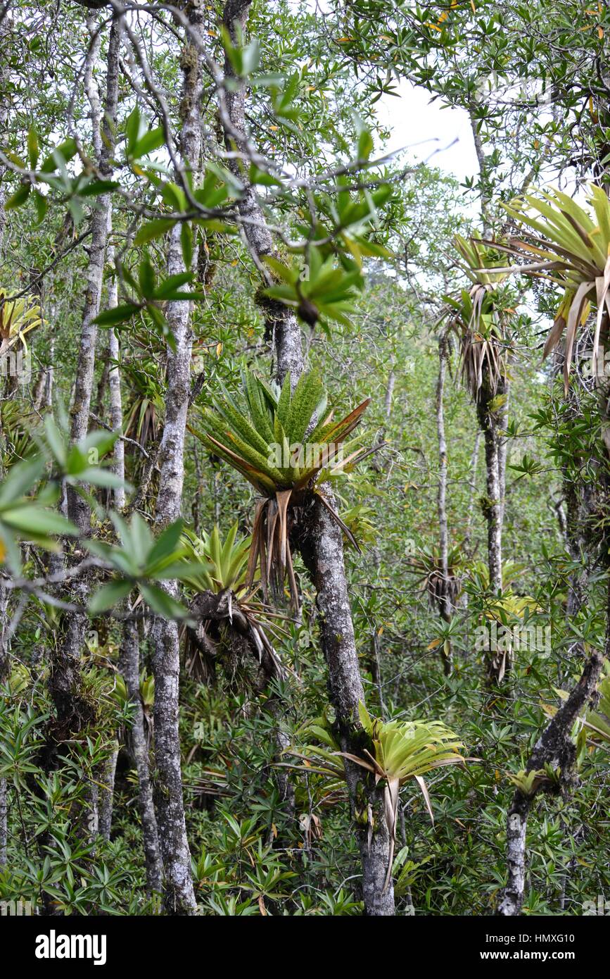 Utria National Park. Estero Sector with Tea mangroves ( Pelliciera ...