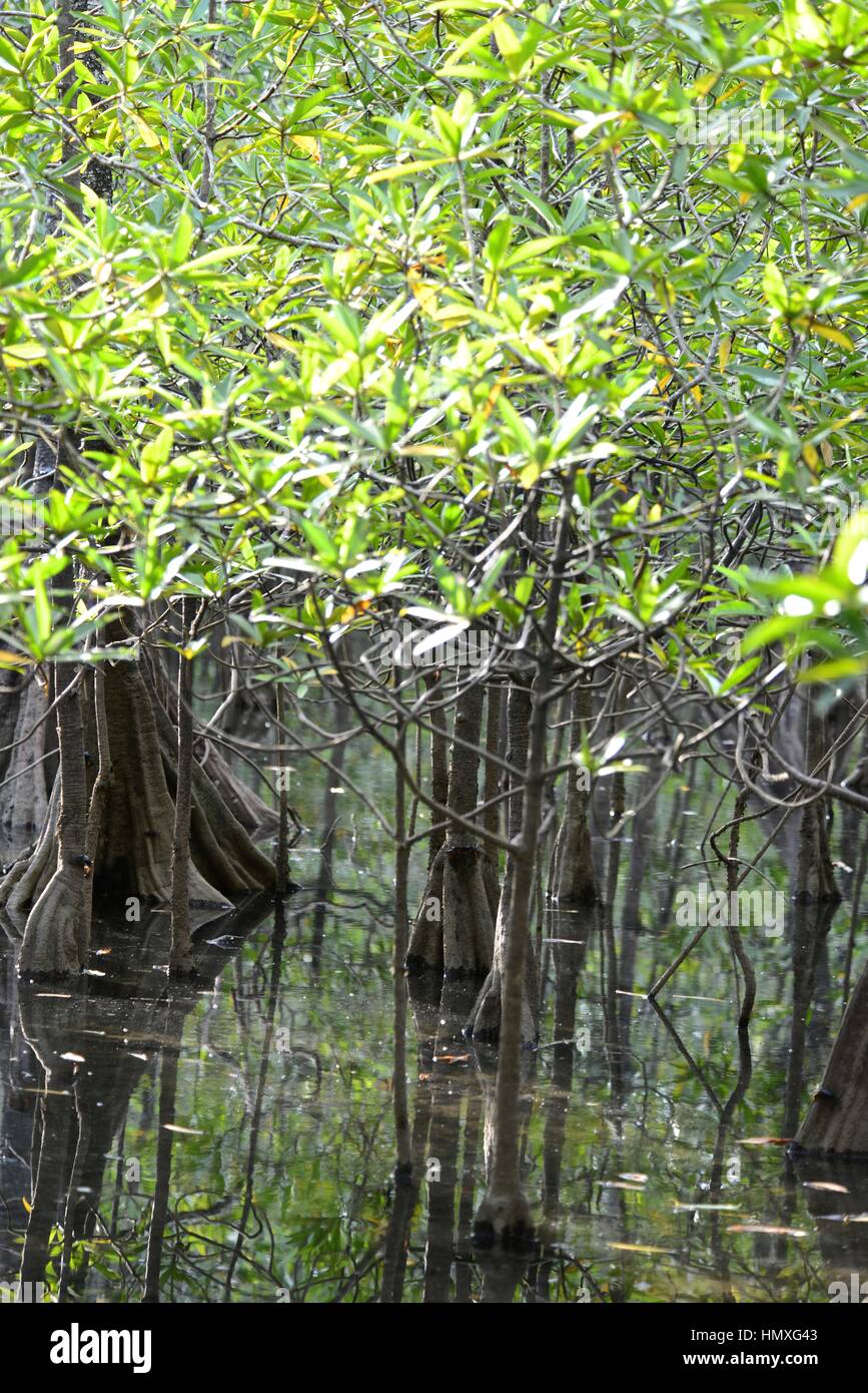 Utria National Park. Estero Sector with Tea mangroves ( Pelliciera ...