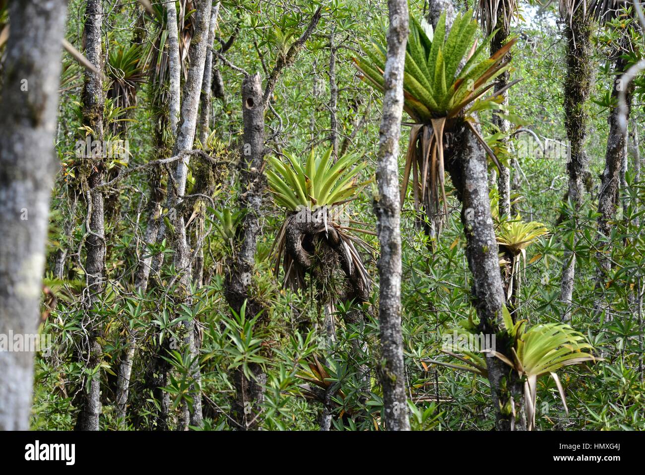 Utria National Park. Estero Sector with Tea mangroves ( Pelliciera ...