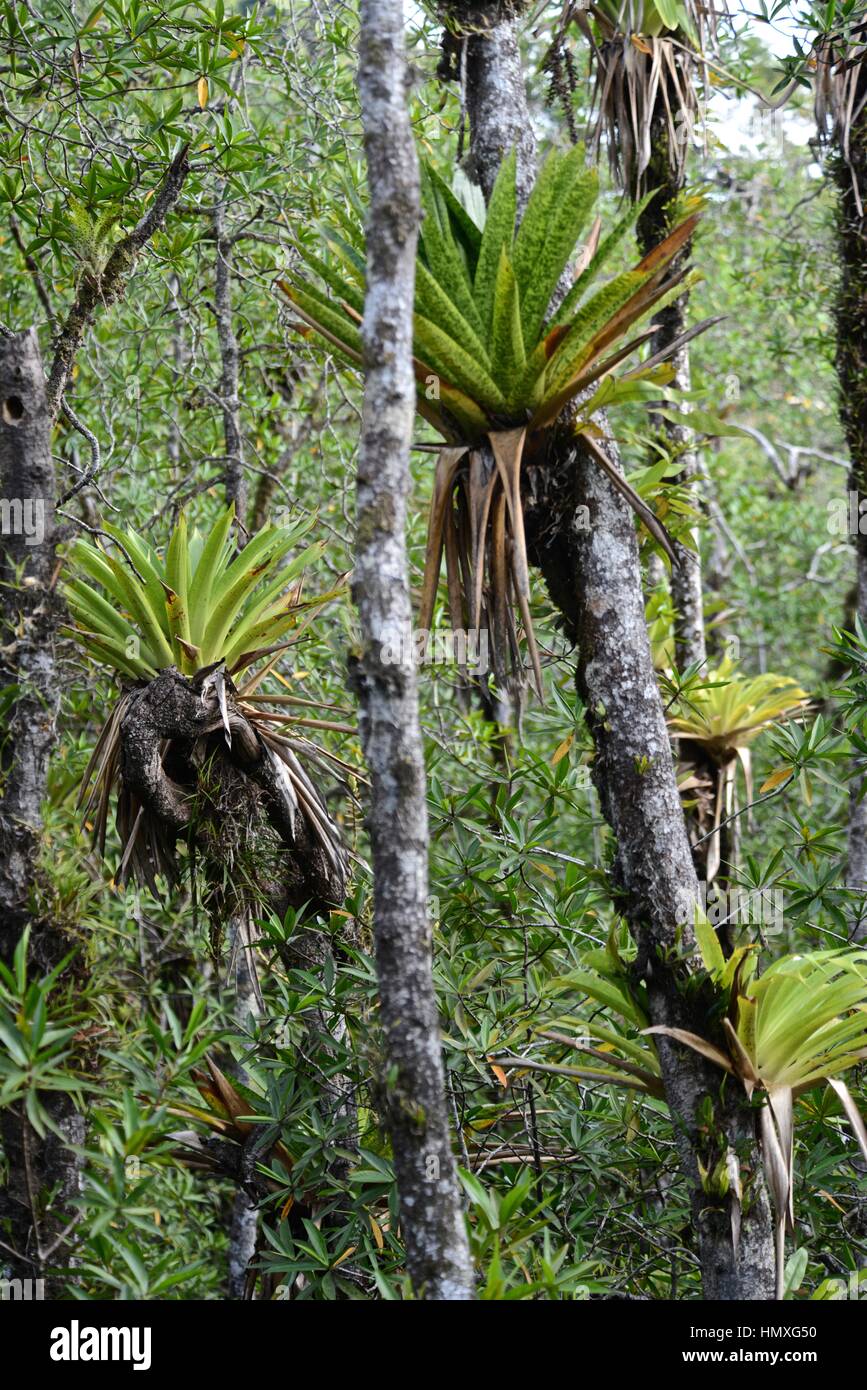 Utria National Park. Estero Sector with Tea mangroves ( Pelliciera ...