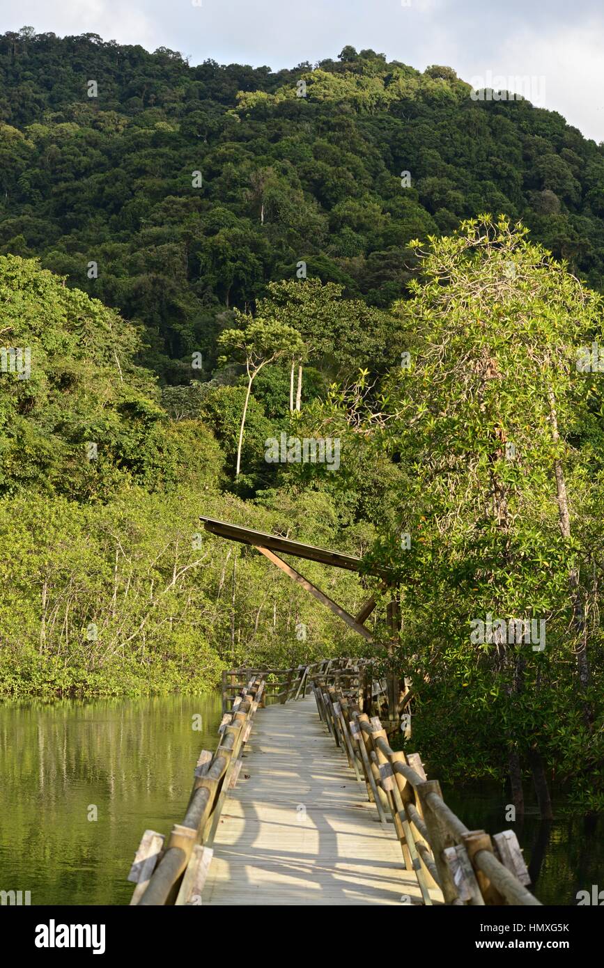 Utria National Park. Estero Sector with Tea mangroves ( Pelliciera ...