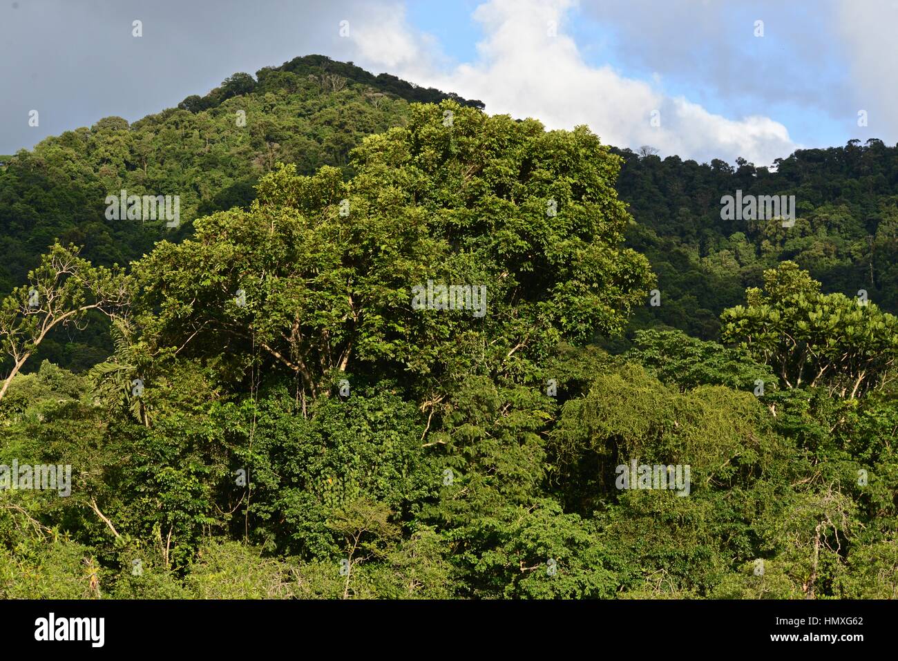 Utria National Park. Estero Sector with Tea mangroves ( Pelliciera ...