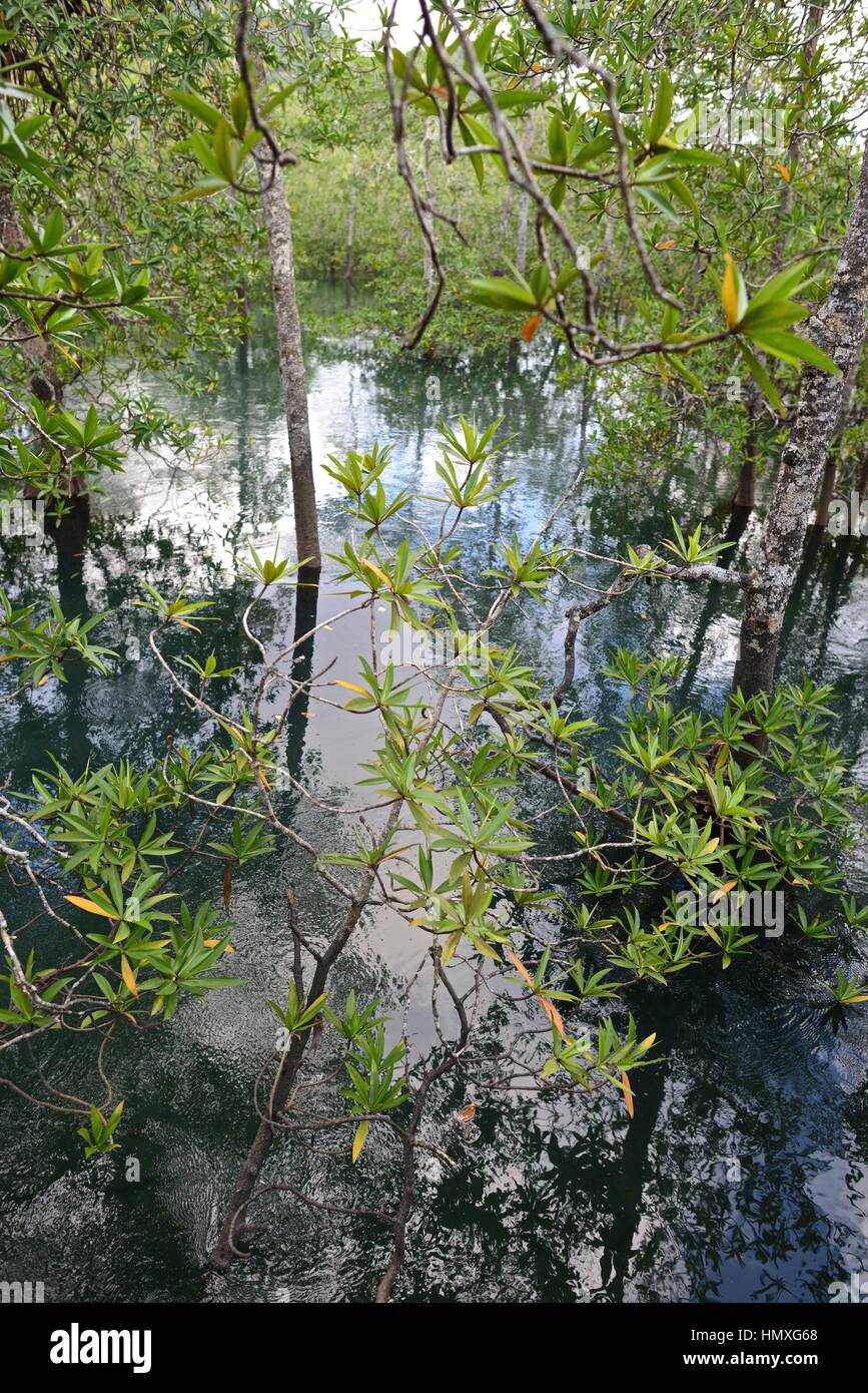 Utria National Park. Estero Sector with Tea mangroves ( Pelliciera ...