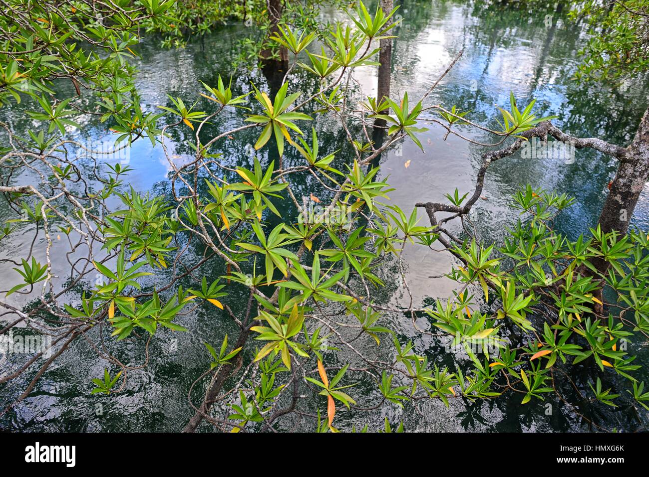 Utria National Park. Estero Sector with Tea mangroves ( Pelliciera ...
