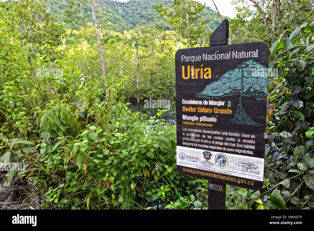 Utria National Park. Estero Sector with Tea mangroves ( Pelliciera ...