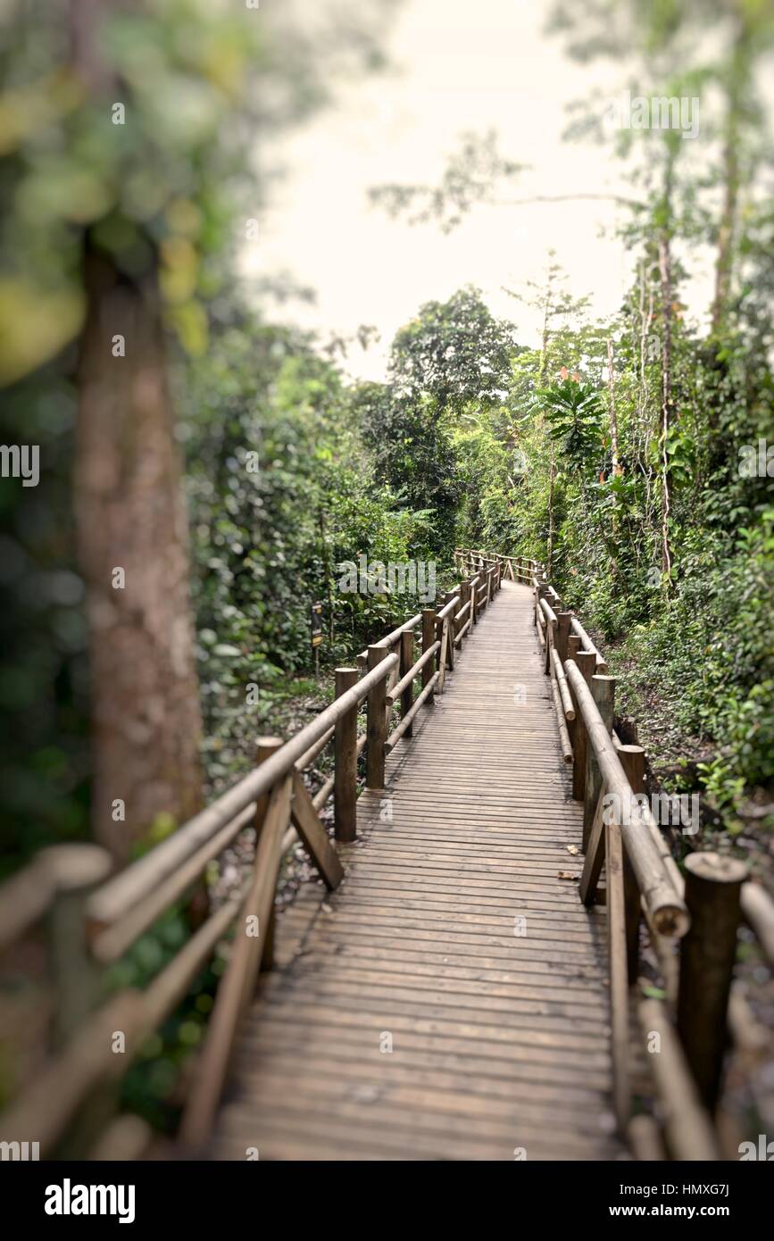 Utria National Park. Estero Sector with Tea mangroves ( Pelliciera ...