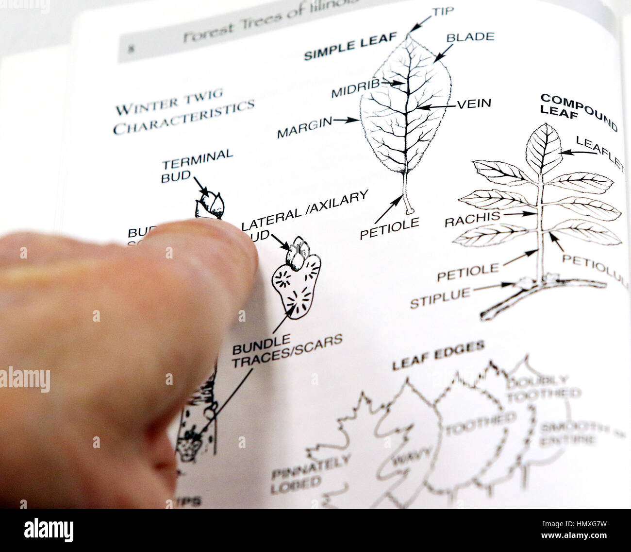 Identifying trees hi-res stock photography and images - Alamy