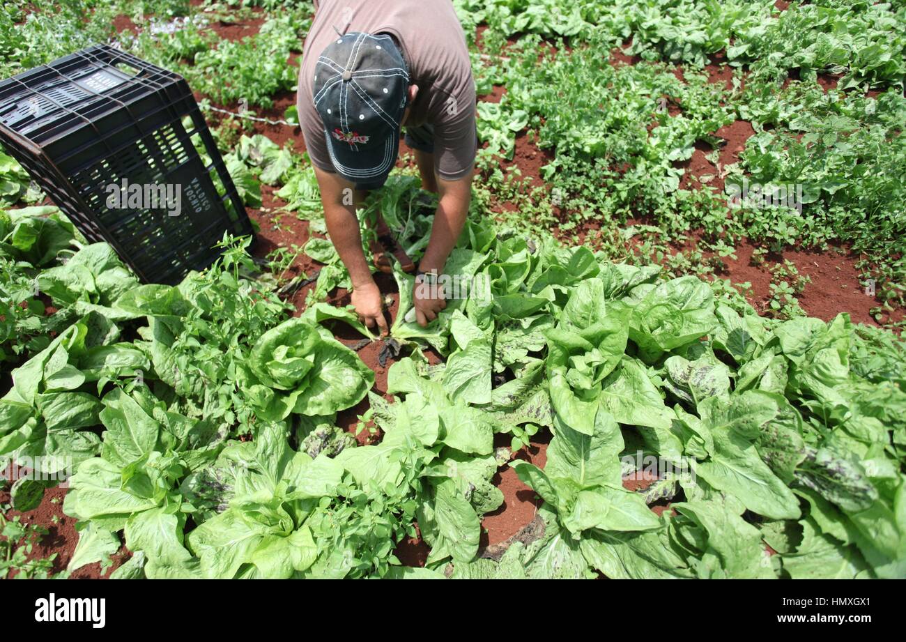 Frutas de campo hi-res stock photography and images - Alamy