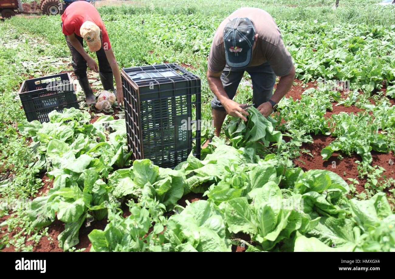 Frutas de campo hi-res stock photography and images - Alamy